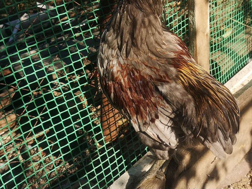 Молодые петушки