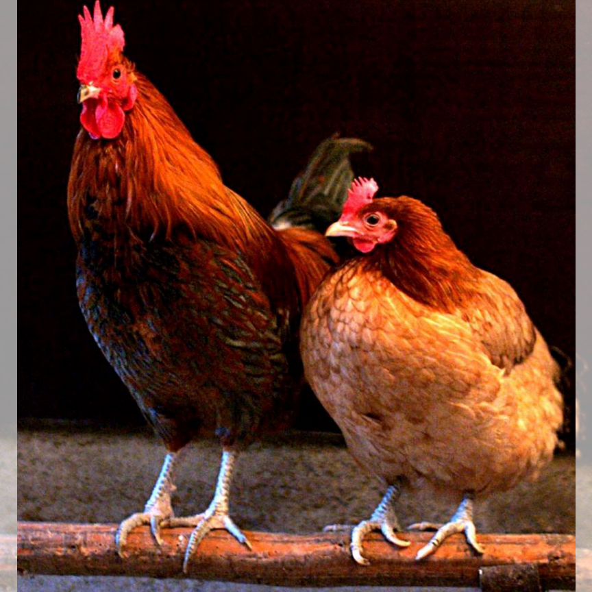 Куры молодки несушки домашние