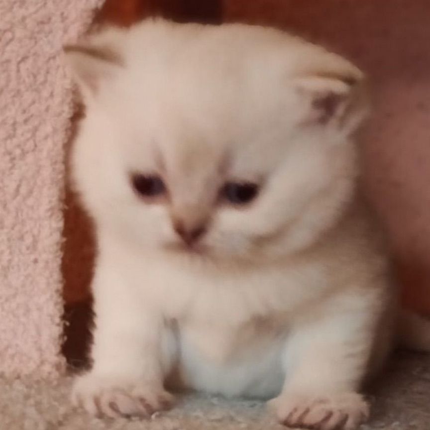 Шотландский прямоухий короткошёрстный котёнок