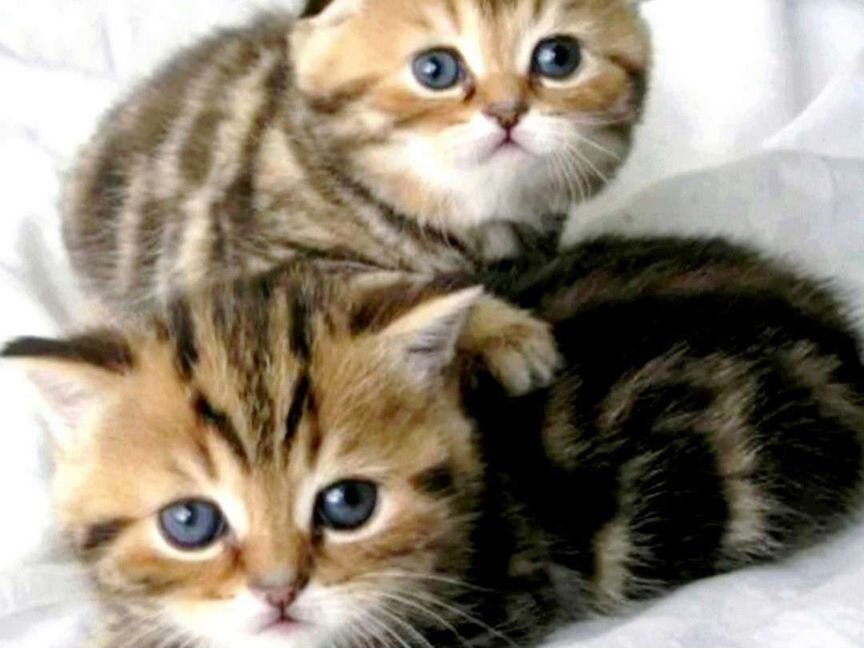 Шотландские котята. Золотой Мрамор