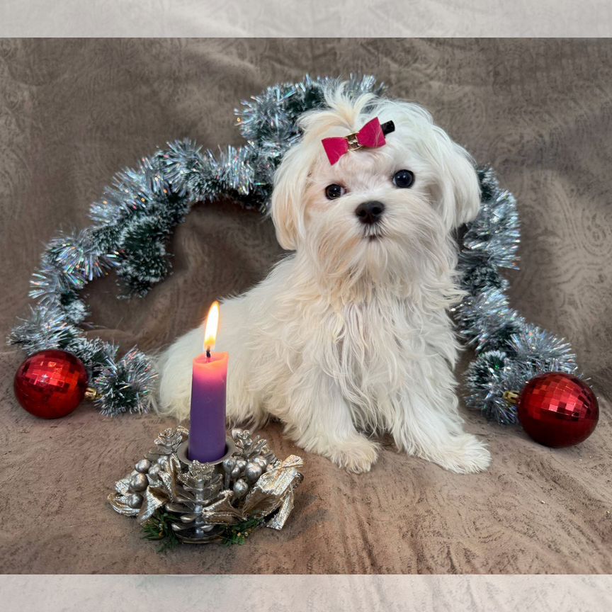 Мальтийская болонка, щенок