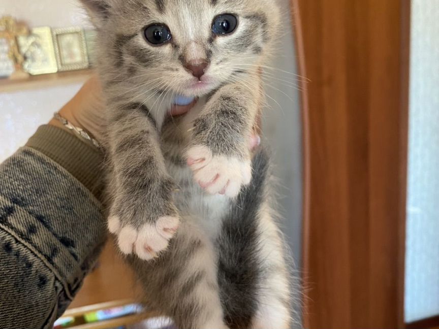 Котята метисы русская голубая