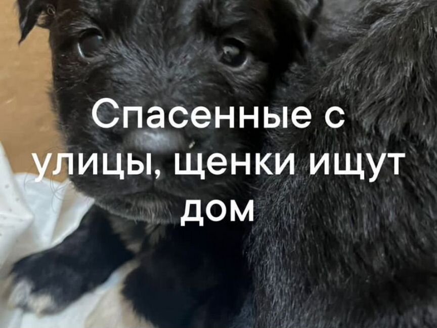 Щенок в добрые руки бесплатно маленькая порода