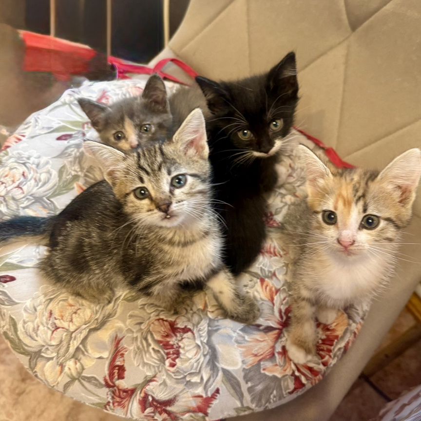 Котёнок в добрые руки