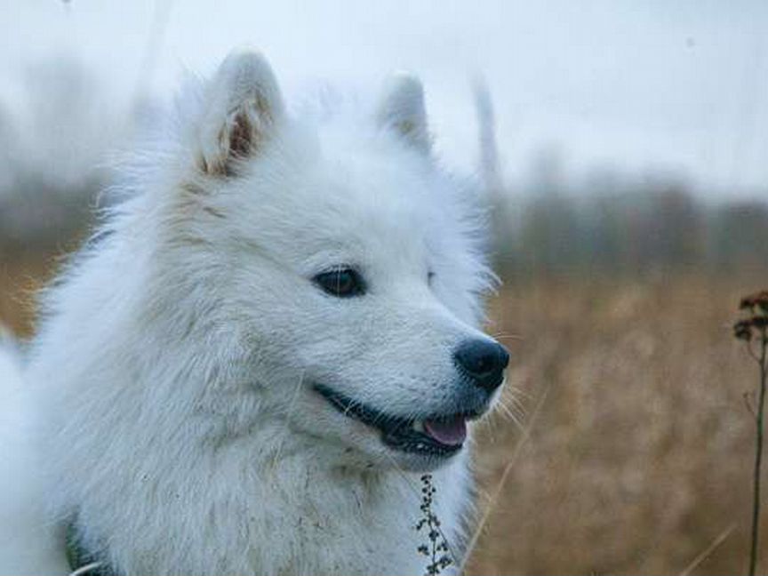 Самоедская лайка Альфа в добрые руки