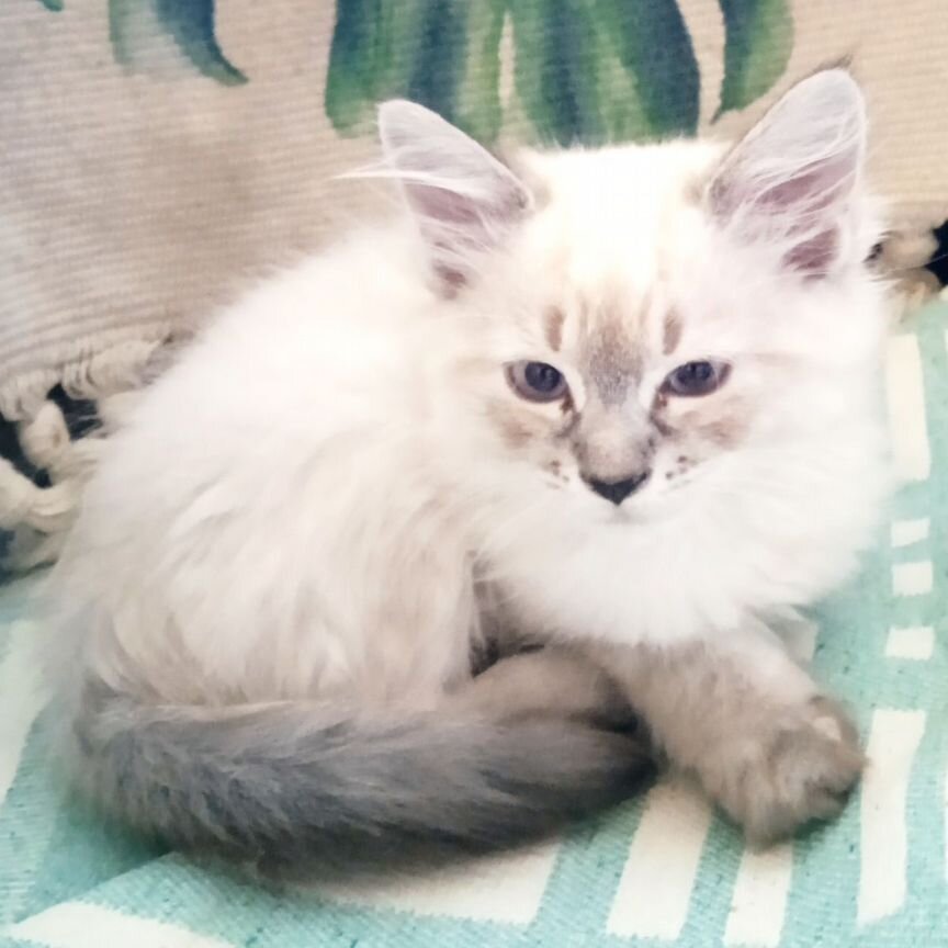 Невский маскарадный котёнок