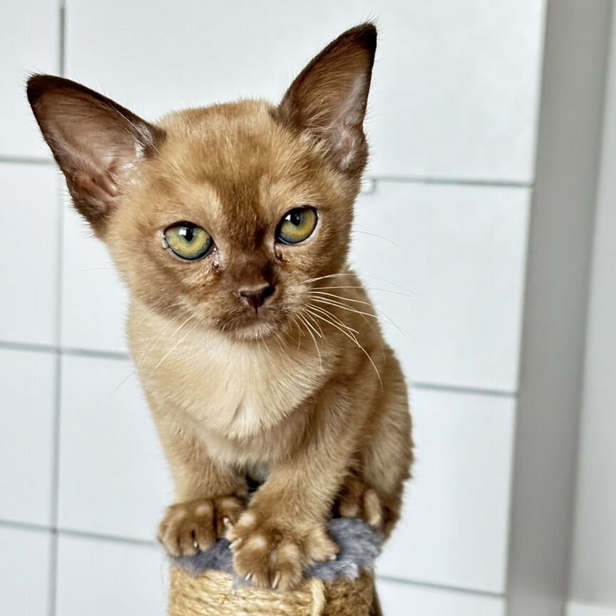 Бурманский котенок (девочка)