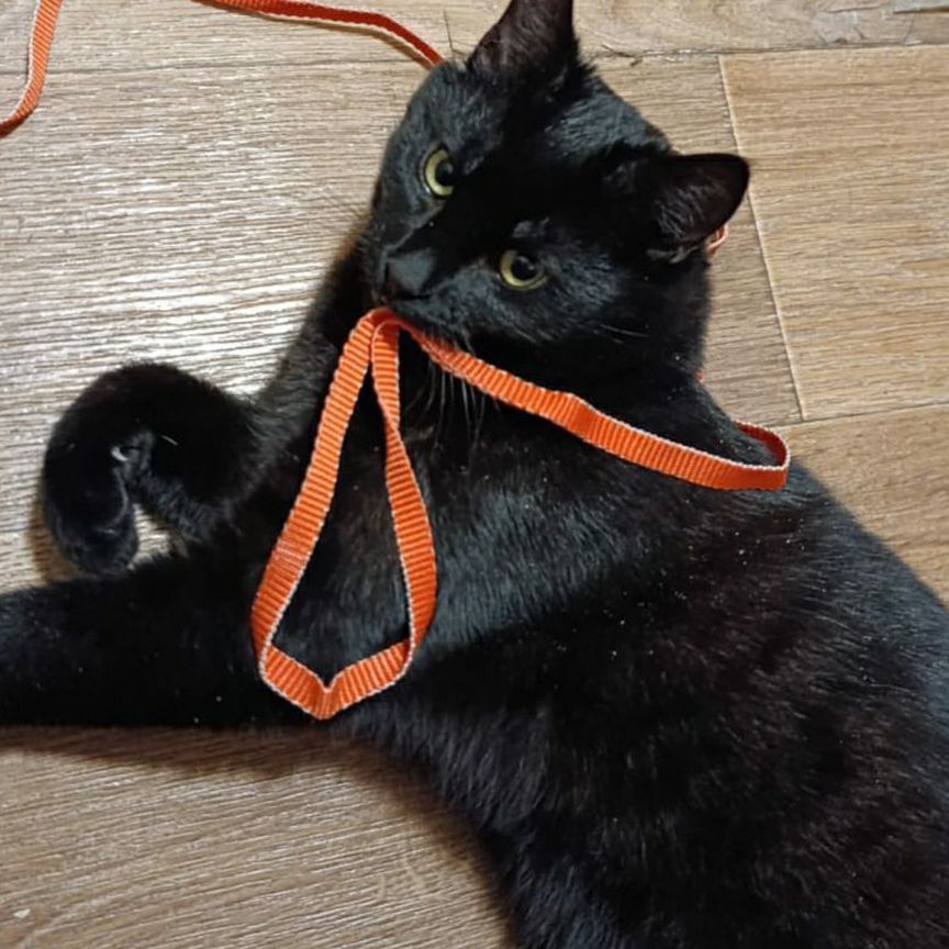 Юный котик Принц