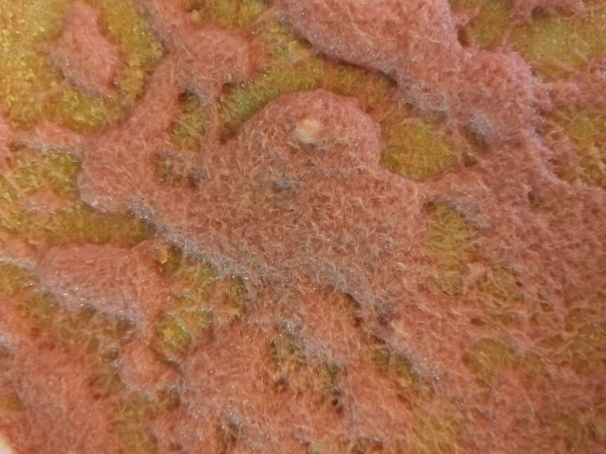 Трубочник Изя домашний