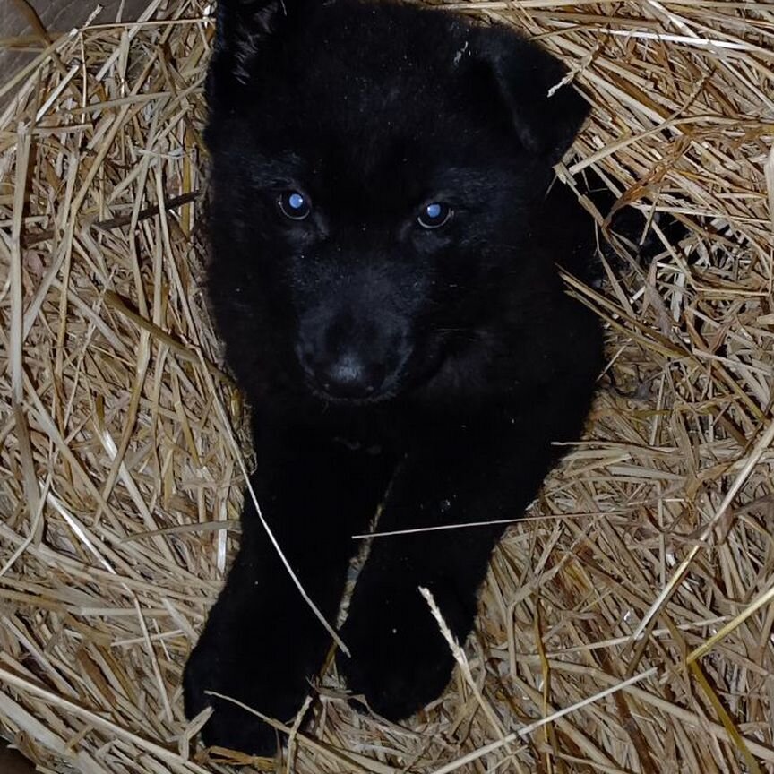 Щенки немецкой овчарки