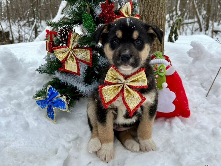 Рекс твой лучший друг