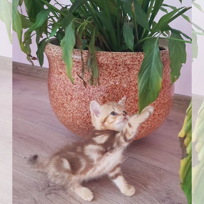 Котята породы "Скотиш Страйт"