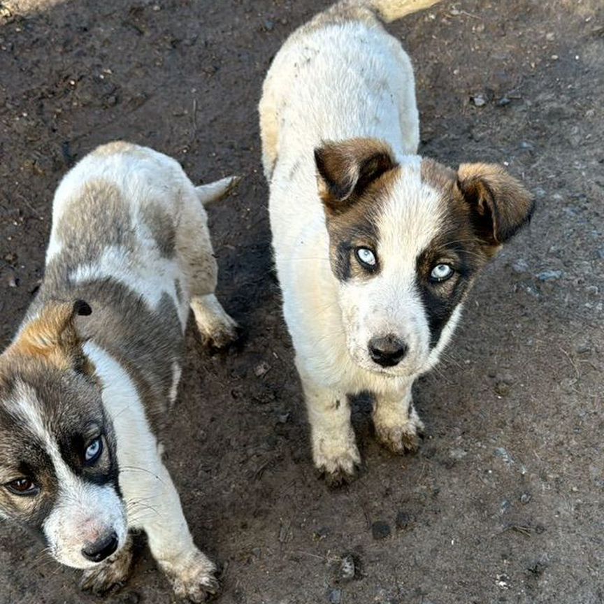 Щенки хаски