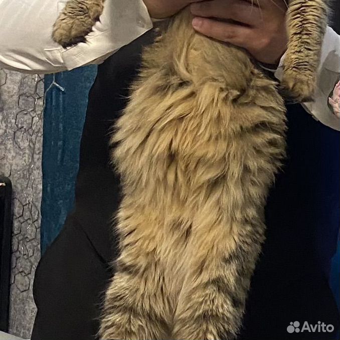 Кот интеллигент ищет родственников с Рублевки