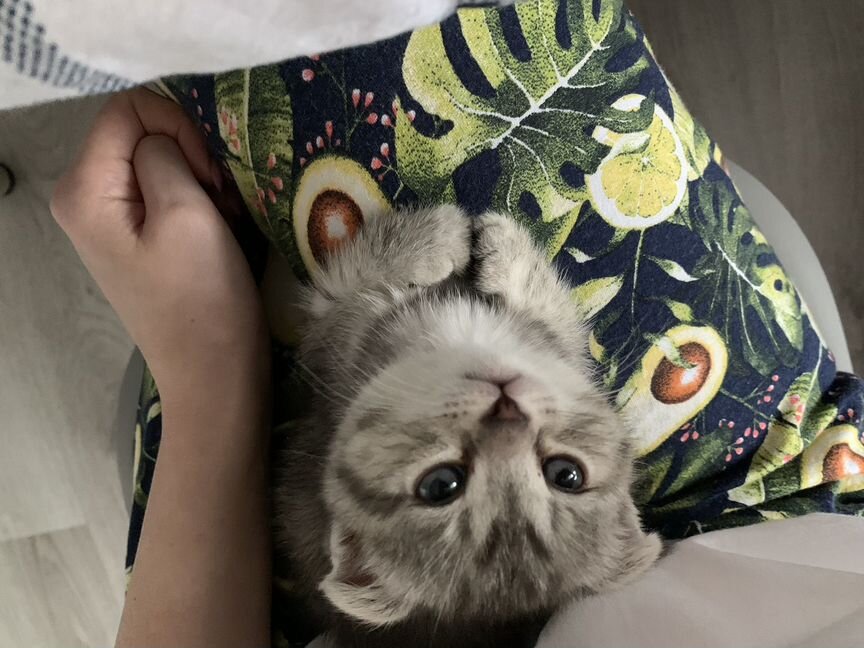 Вислоухая шотландская кошка