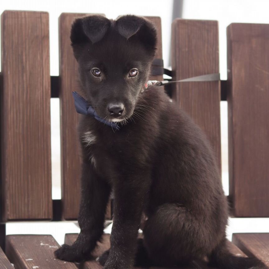 Элегантный парень (щенок в добрые руки)