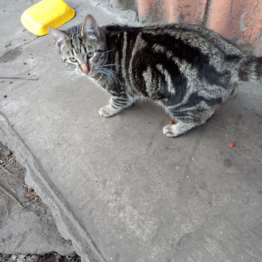 Котику- подростку нужен дом