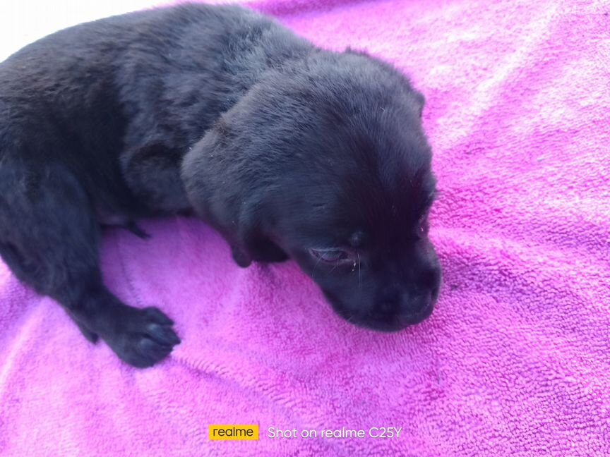 Коричневый горький шоколад кобель лабрадора