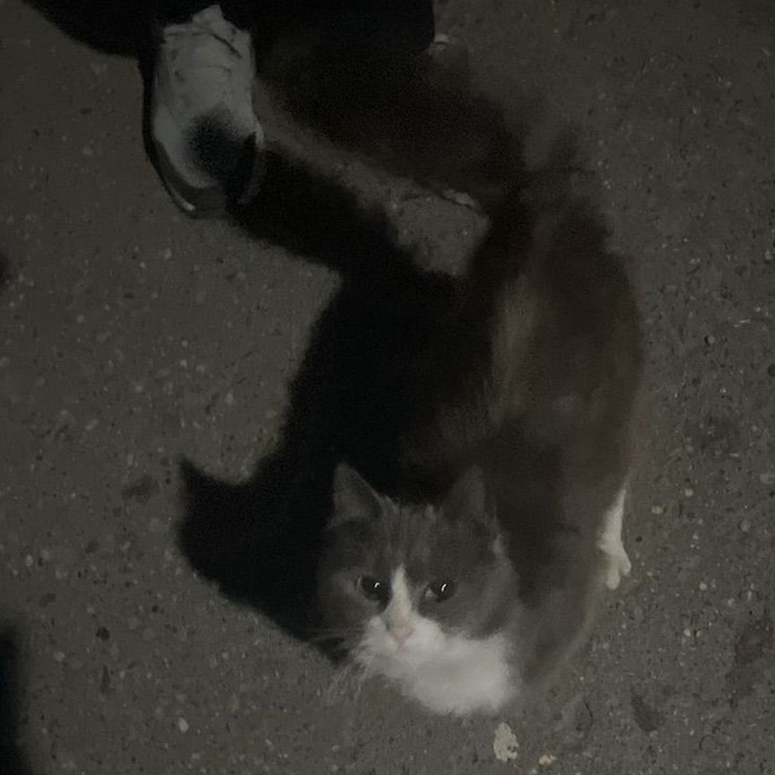 Кот
