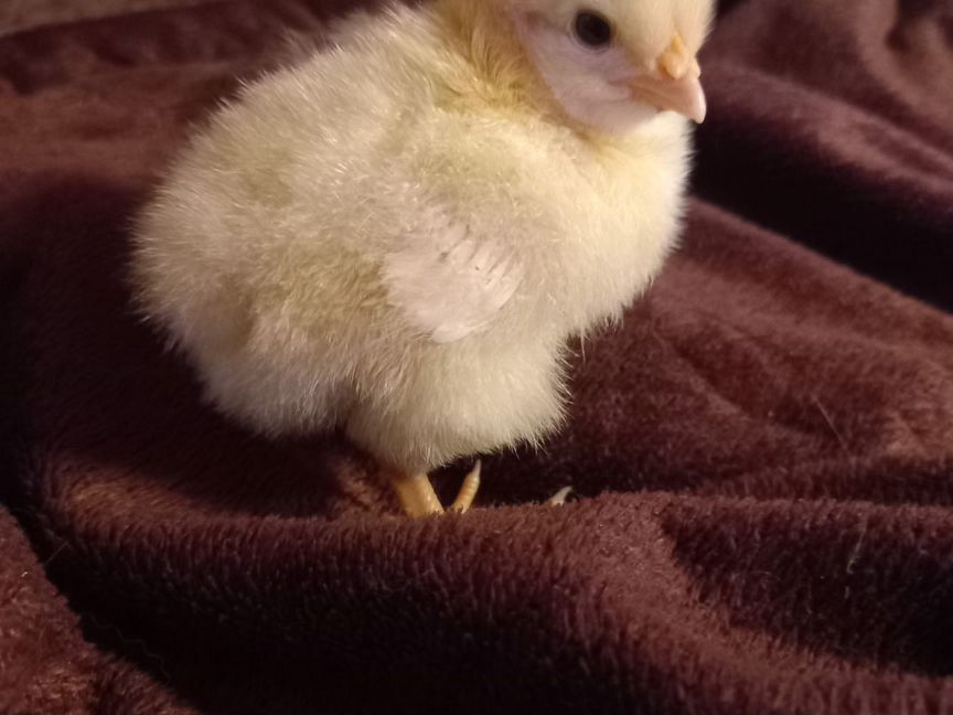 Суточные цыплята-петухи