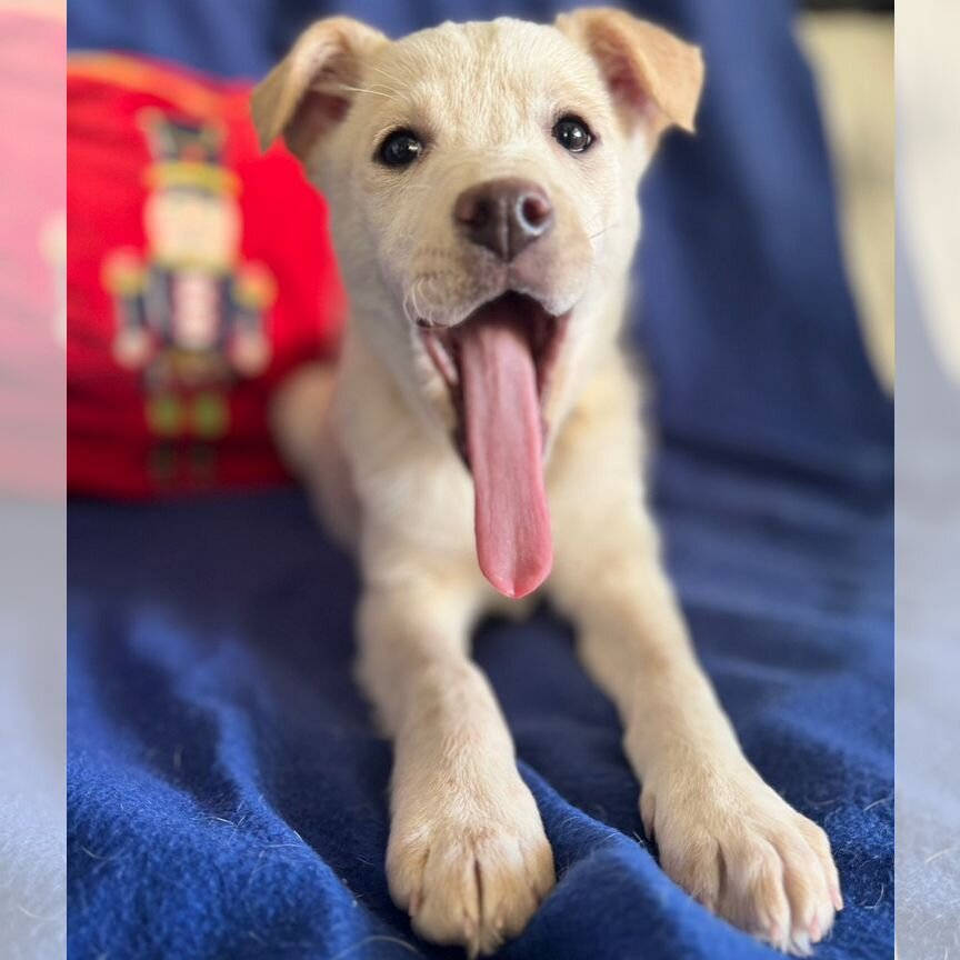 Щенок в добрые руки