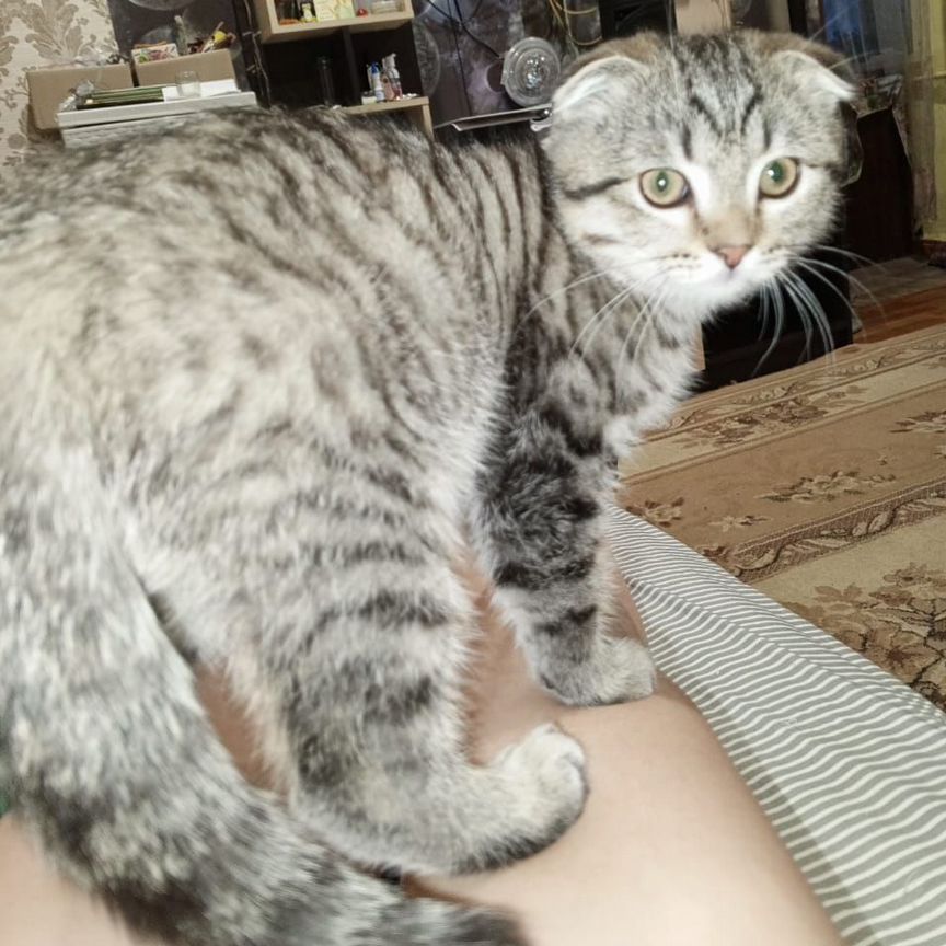 Вислоухая