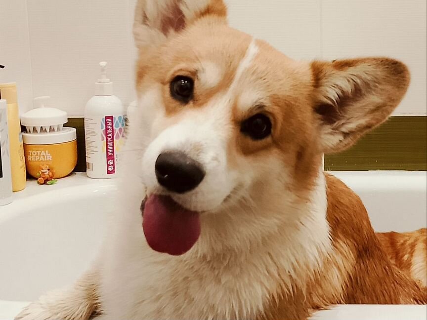 Вязка вельш-корги пемброк