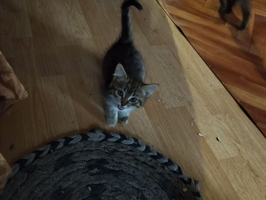 Котята в добрые руки приучены к лотку