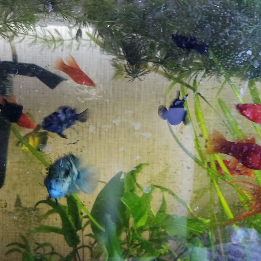 Нет в наличии