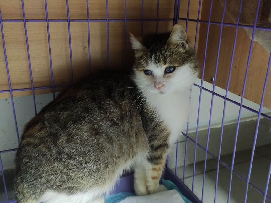 Кошечка в добрые руки