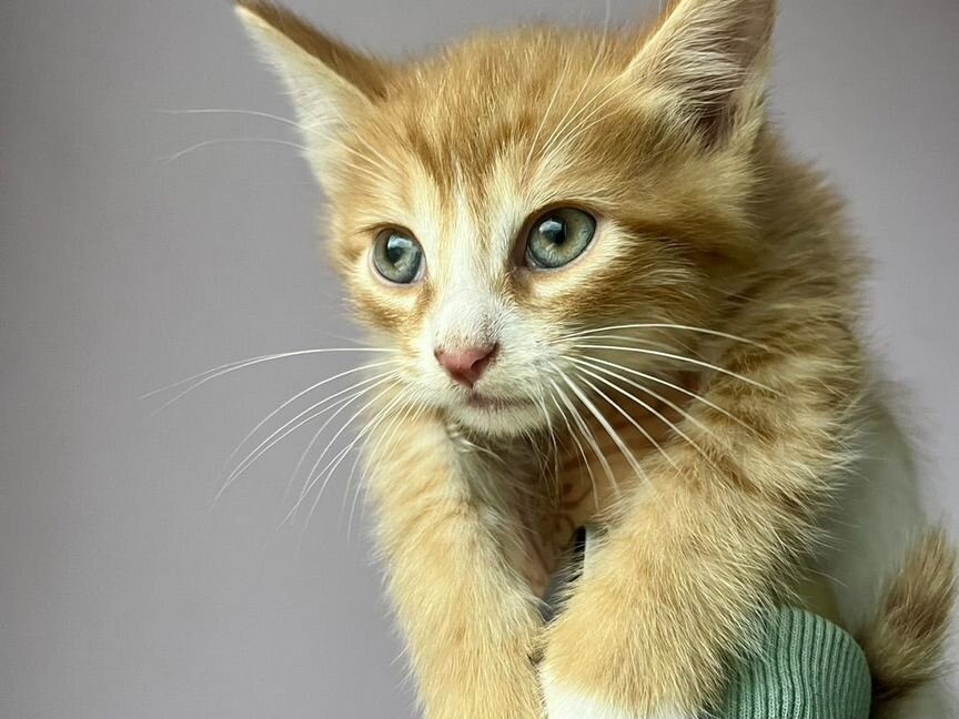 Отдам в добрые руки котята полтора месяца