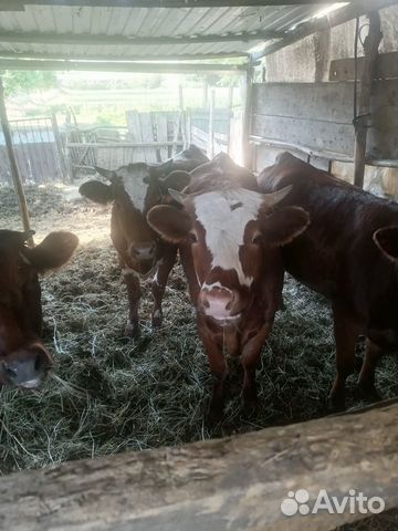 Продам тёлок