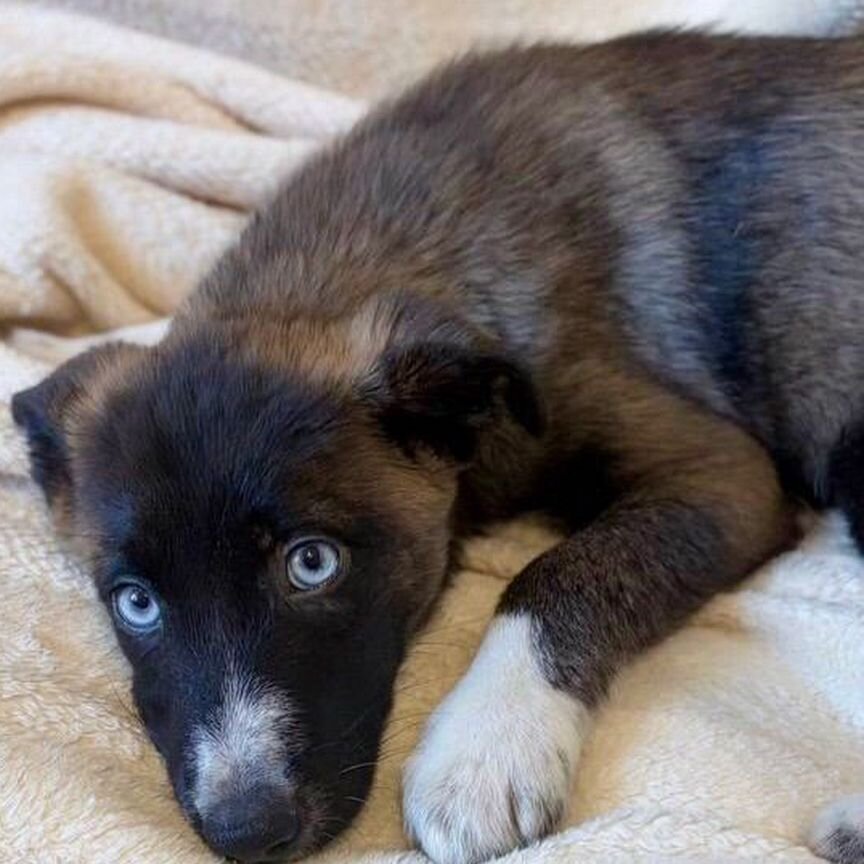 Щенок в добрые руки