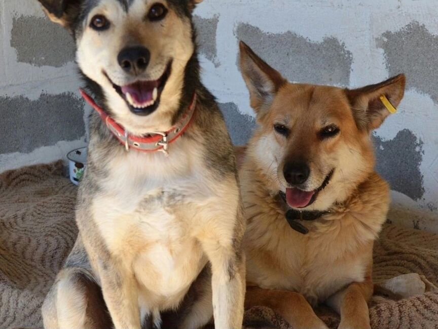 Жулька и Дружок хотят обрести семью