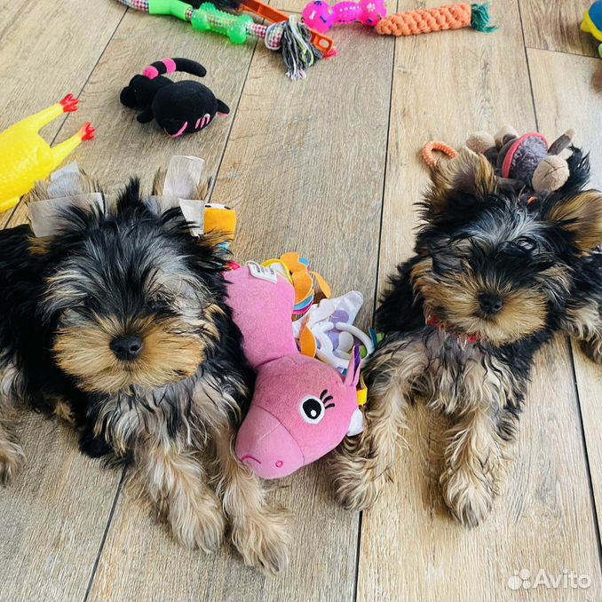 Йоркширский терьер 2 мальчика красавчика беби фейс