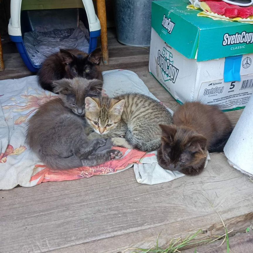 Кошки