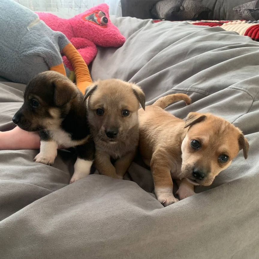 Русский той-терьер, щенок