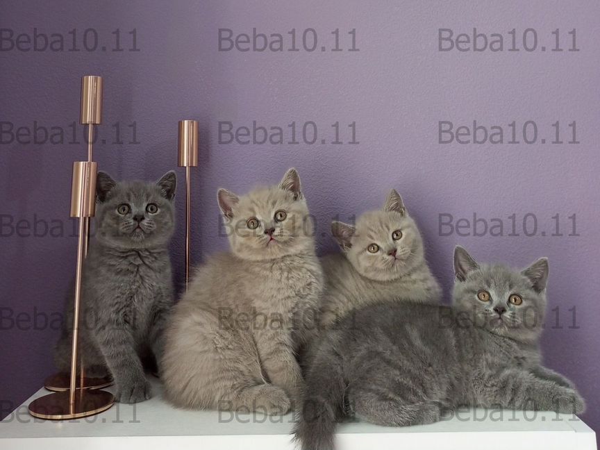 Британские котята