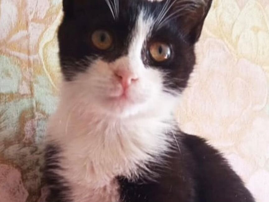 Котенок-девочка, 2 месяца
