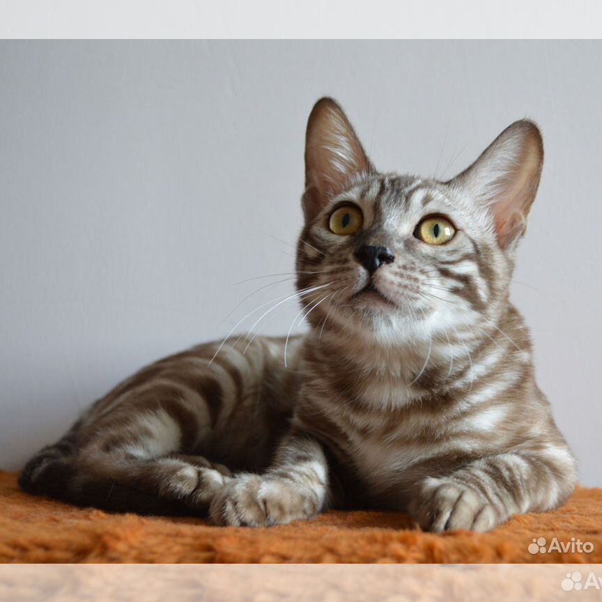 Бенгальская девочка