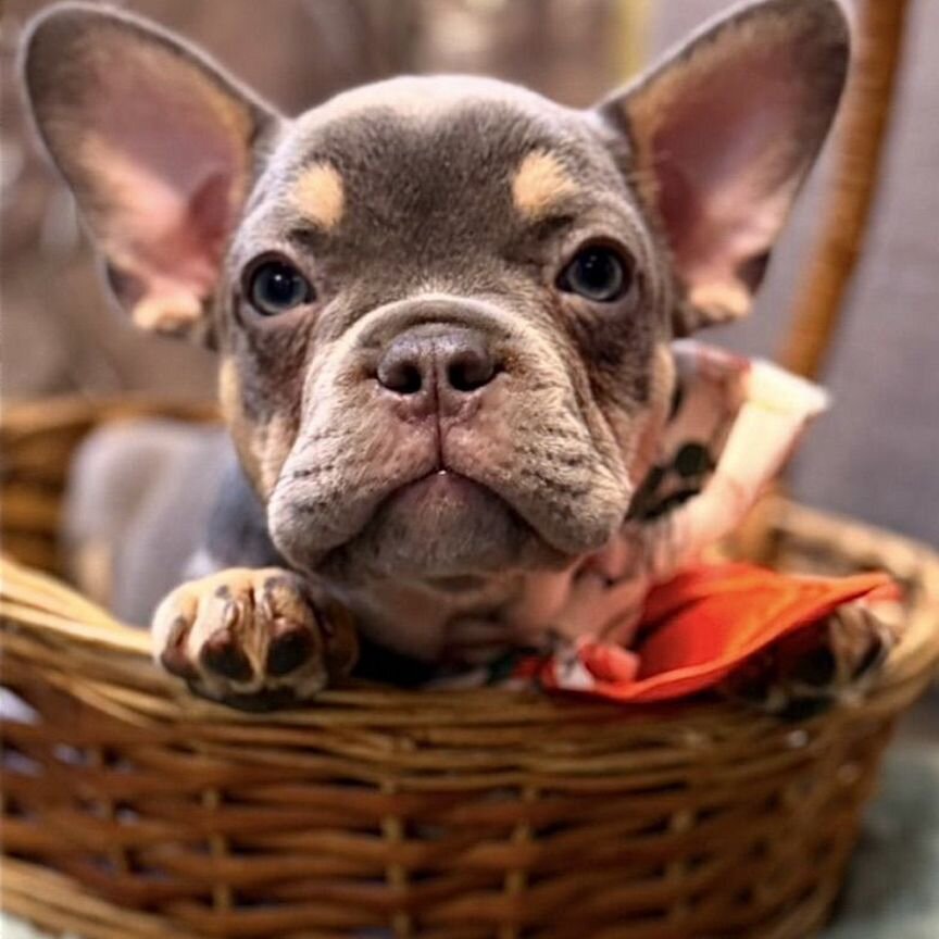 Лиловая девочка