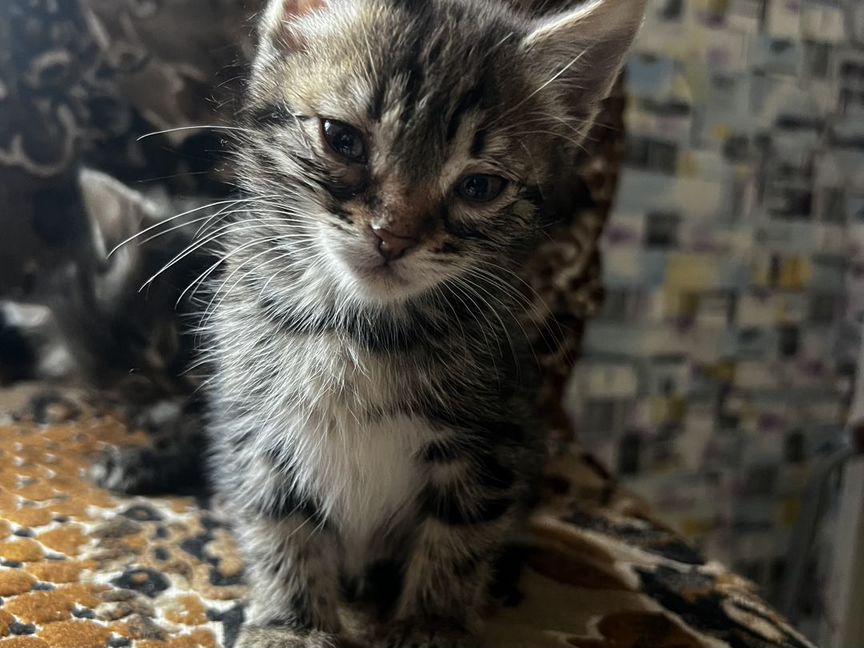 Озорные котятки