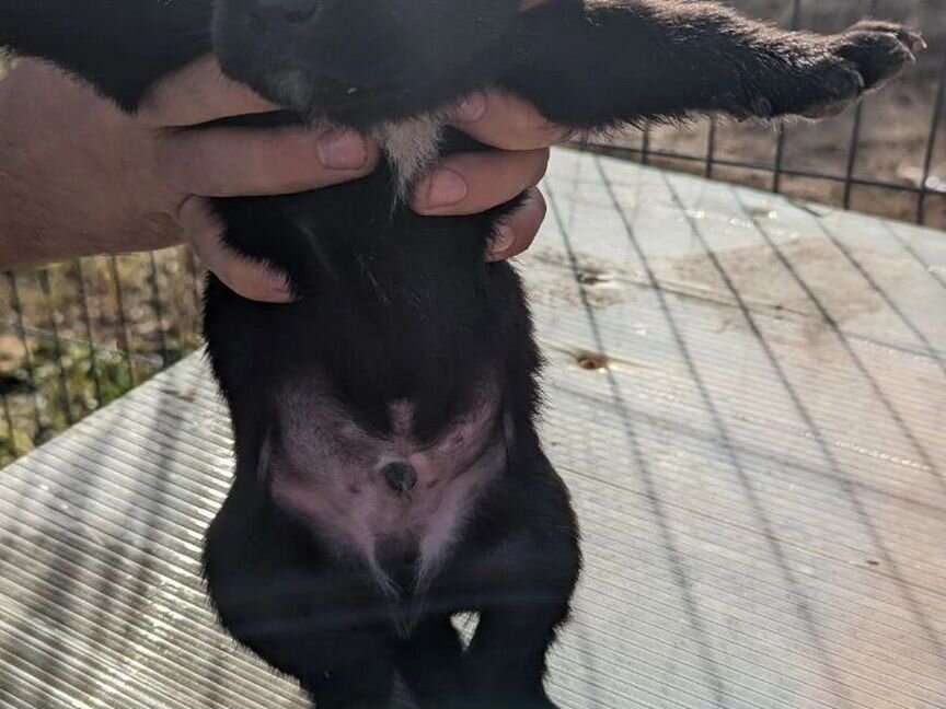 Щенки в добрые руки