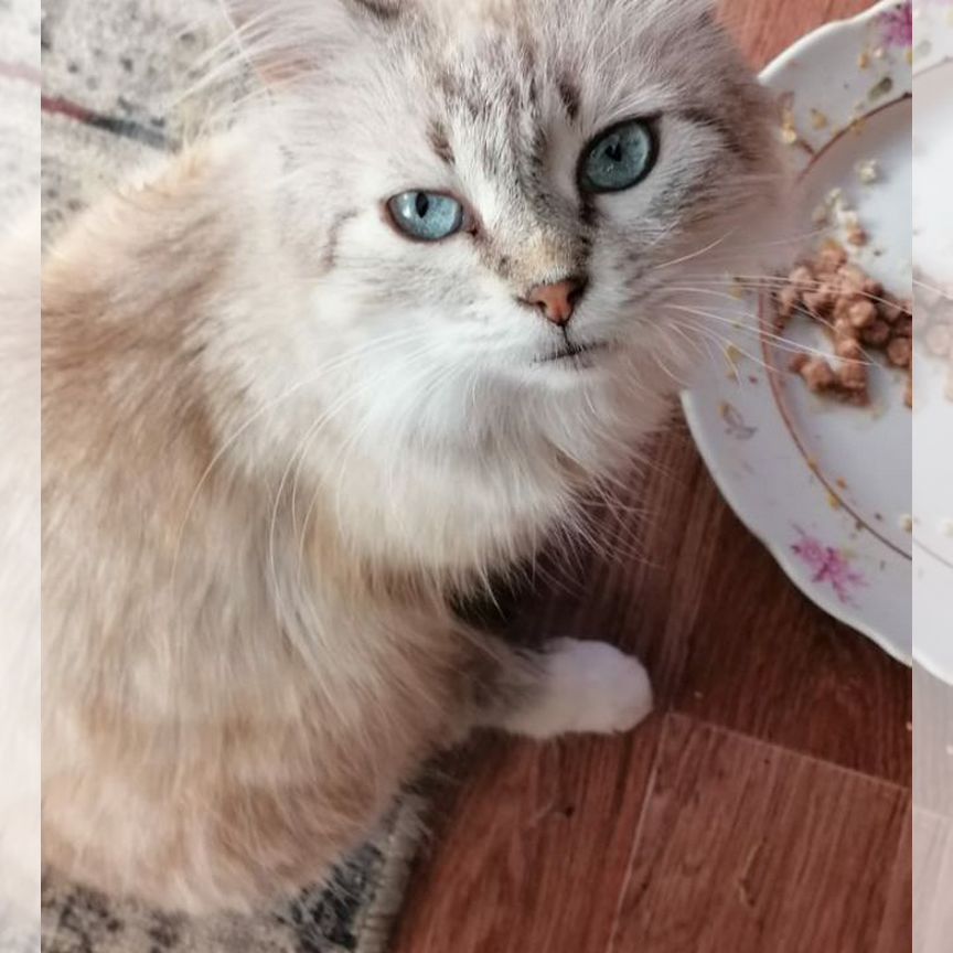 Молодая стерилизованная невская маскарадная