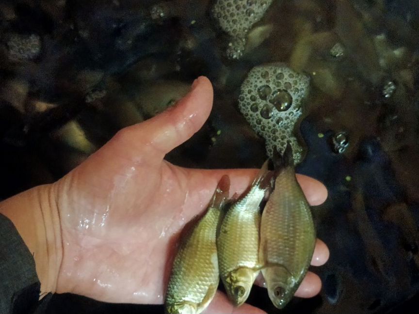 Малек карася