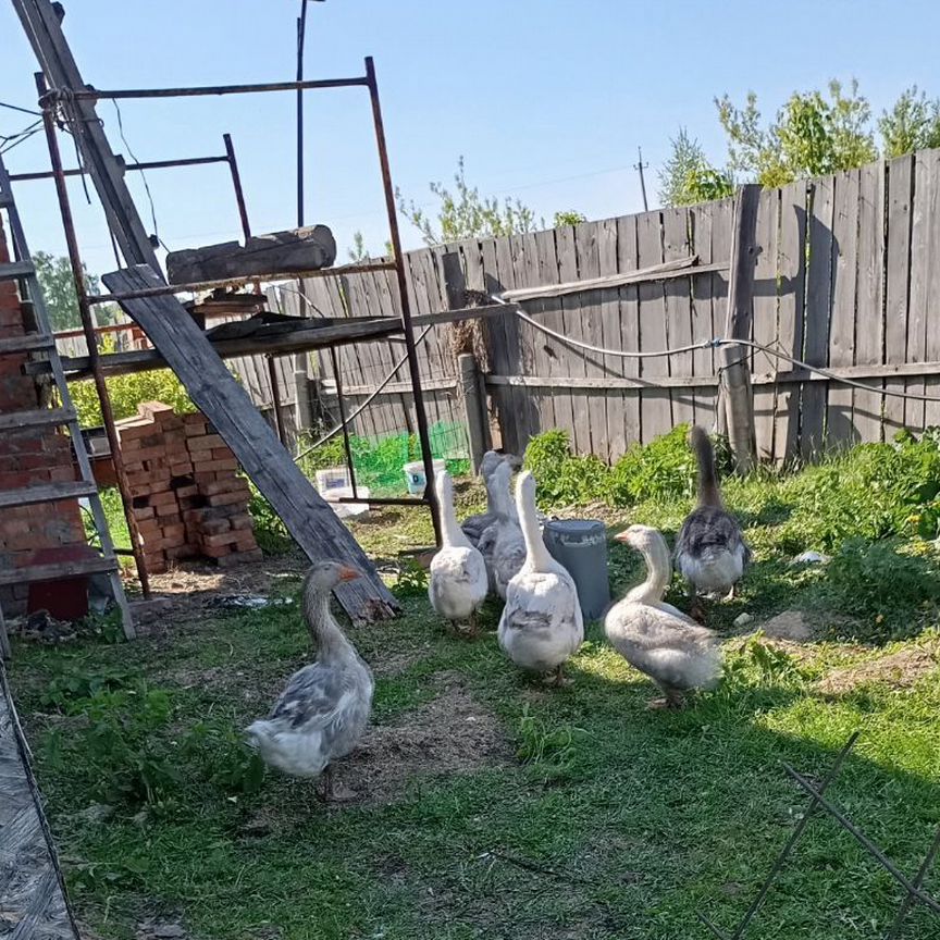 Гуси