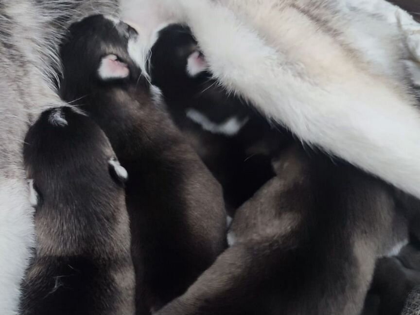 Продам щенков хаски