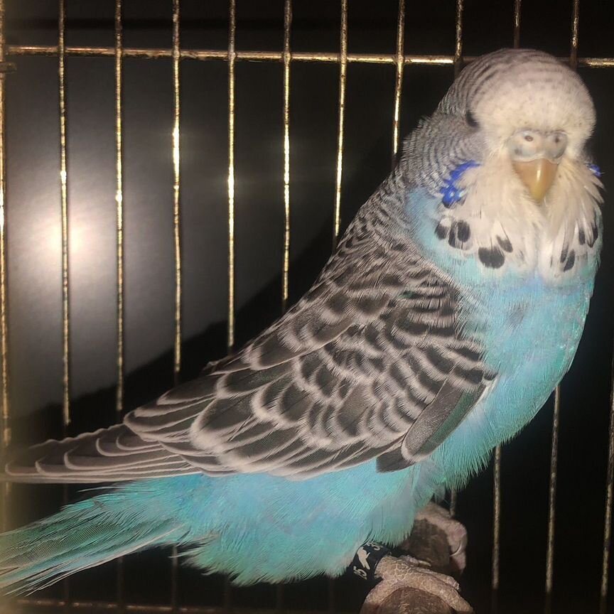 Попугай-ввп чех,птенец,самка