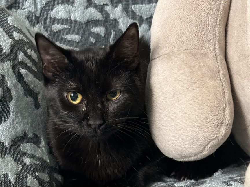 Котенок девочка Гита