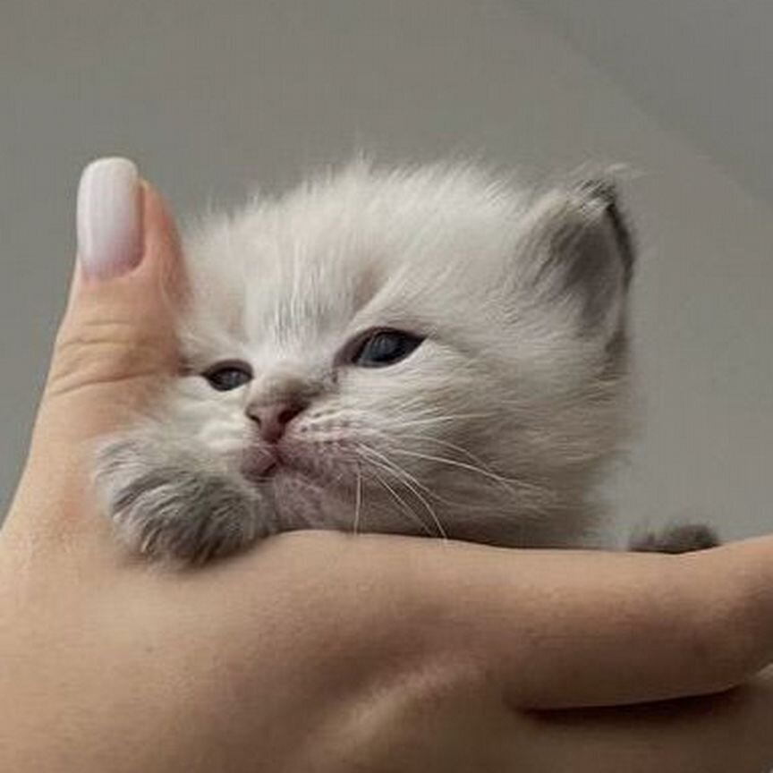 Котята Невские маскарадные